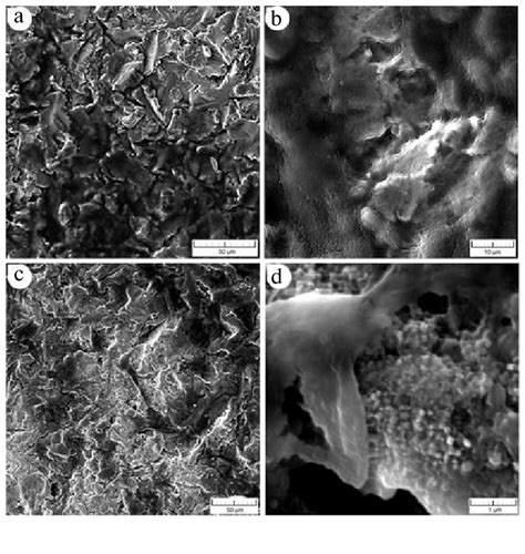 Morphology Of Titanium A B And Tio 2 Coating Obtained At Induction Download Scientific