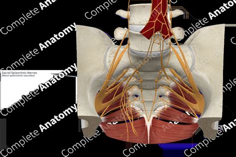 Sacral Nerve Anatomy