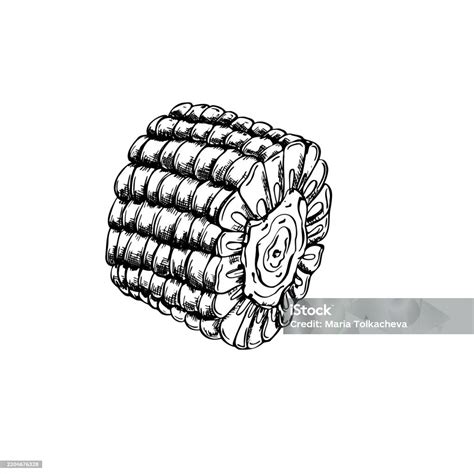 옥수수 조각 속 벡터 그래픽 스케치 그림 검은 잉크로 그렸습니다 요리용 둥근 멕시코 옥수수 또는 옥수수 속대 튀긴 Bbq 패스트 푸드 야채 에칭 그림 레스토랑 메뉴 라벨