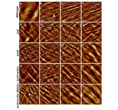 Ultrastructure Of Glucuronoxylan Gx Mutants By Atomic Force Download Scientific Diagram