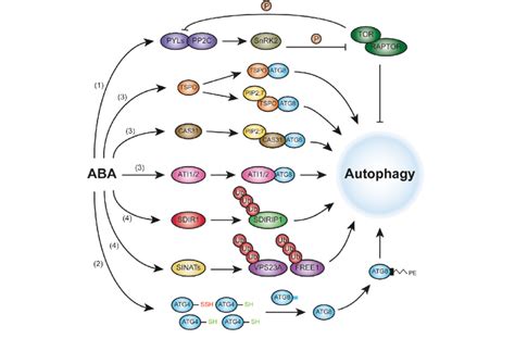 Interactions Between Aba Signaling And Autophagy 1 Regulation Of