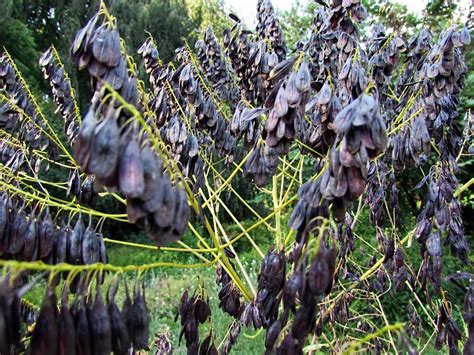 Woad Plant Reproduction Learn How To Propagate Woad Plants