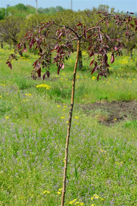 Яблоня декоративная Пендула купить саженцы Malus Baccata Pendula