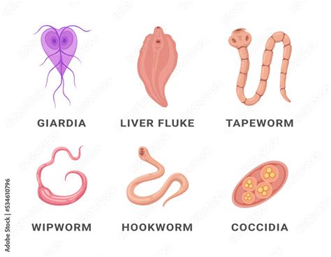 Vetor De Human Intestinal Parasites Set Infographic Scheme Names Vector
