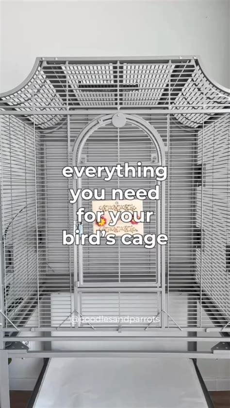 Budgie Bird Cage Setup Ideas