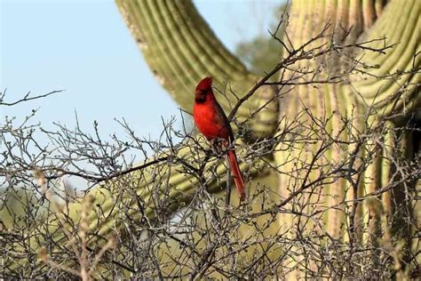 Saguaro National Park Visitor Guide Wanderlust Travel And Photos