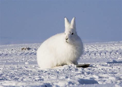 The Arctic Hare Is Also Called As Polar Rabbit It Has Splendid Adaptations That Enable It To