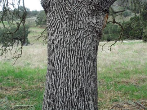 Help Identify Tree Grow Dogwood North South Garden Trees Grass