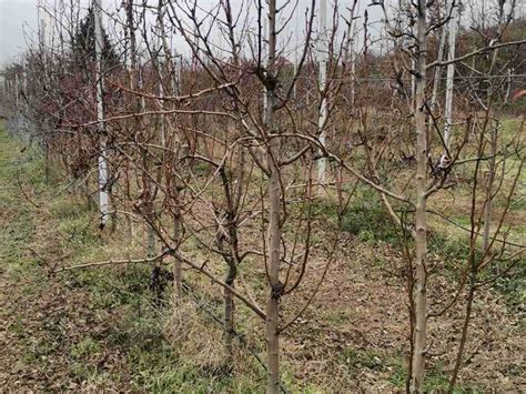 Заштита на овошките од дивеч и глодари Sovetodavna Mk