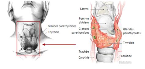 Chirurgie Thyroïde Partielle Orl Chirurgie Face Et Cou Hervé
