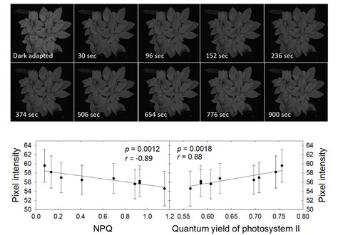 Low Cost Chlorophyll Fluorescence Imaging For Stress Detection