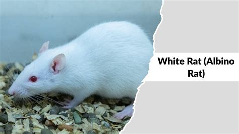 12 Types Of Rats Found In Houses And Buildings Id With Pictures