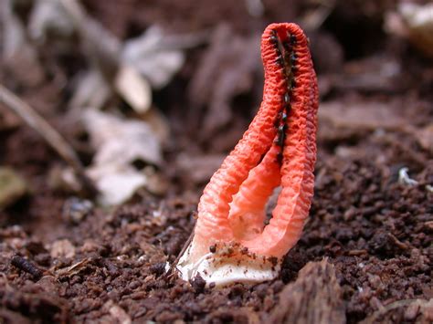 Pseudocolus Fusiformis The Ultimate Mushroom Guide