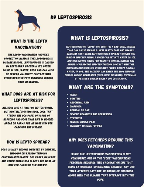 All About K9 Leptospirosis Fetchers Play And Stay