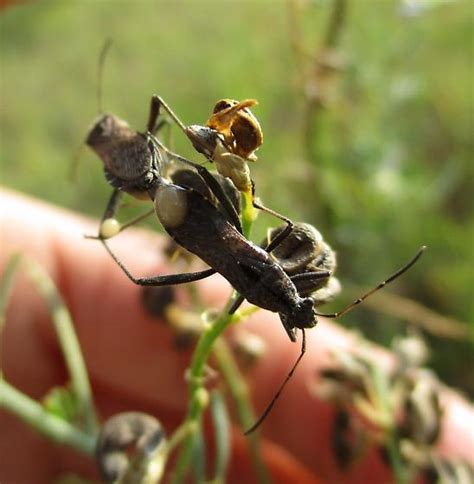 Mating Bugs BugGuide Net