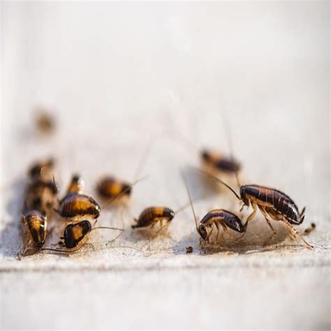 Cockroach Facts Name Body And Behaviors Of Household Roaches