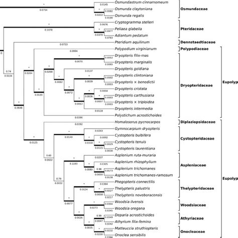 Bayesian Phylogeny Based On The Three Gene Dataset Rbcl Atpa Matk