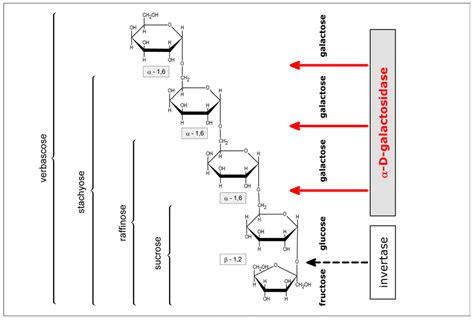 Activity Of α D Galactosidase In Long Stored Seeds Of Vicia Hirsuta