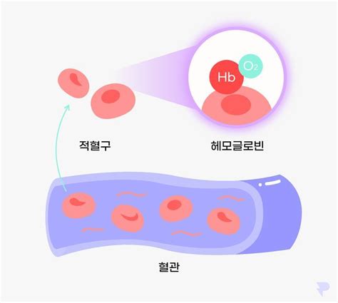 빈혈의 정의 적혈구와 헤모글로빈이란 공부 카드 건강