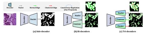 Semantic Illustrations Of The Nuclei Segmentation Networks With