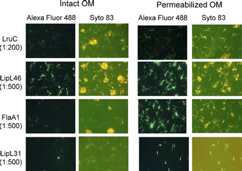 Surface Immunofluorescence Assay Ifa Intact Or Download Scientific Diagram