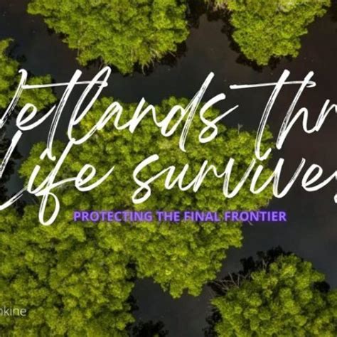 Sustainable Cayman Launches New Campaign Loop Cayman Islands Tempo Networks