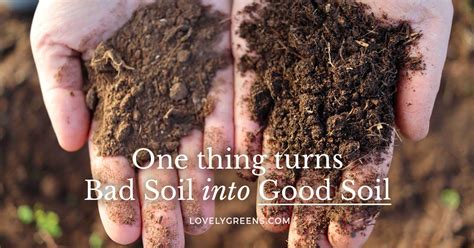 How To Turn Bad Soil Into Good Soil Lovely Greens