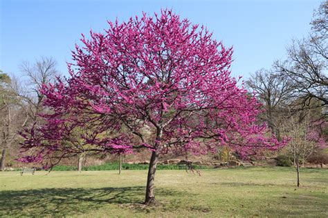 Best Native Texas Trees To Plant In Fall Perfect For Texas Landscapes