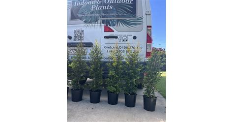 Syzygium Australe Straight And Narrow™ Lilly Pilly Nursery Sunshine