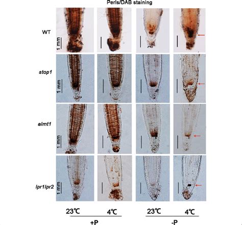 Histochemical Staining By Perls Dab For Determination Of Fe Download Scientific Diagram