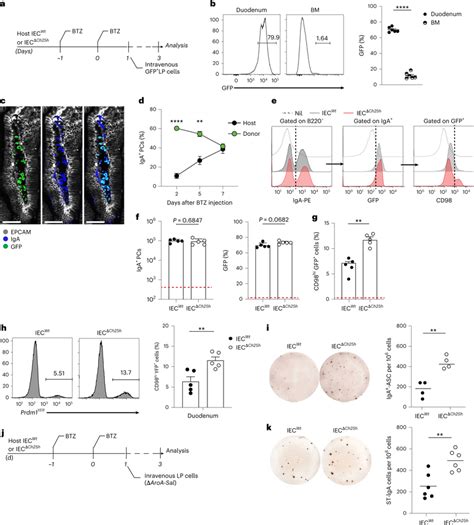 Iec Derived Oxysterols Restrain Blimp 1 Upregulation And Download Scientific Diagram