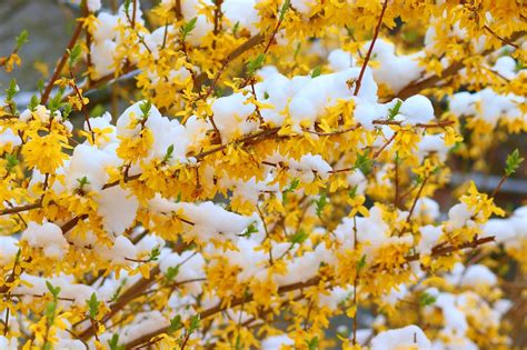 500 무료 Forsythia Koreana And 개나리 이미지 Pixabay