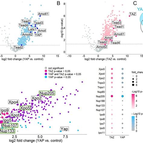 Podocyte Interactome Shows Interplay Of Yap And Taz With Nuclear Download Scientific Diagram