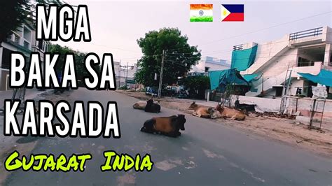 Pinoy Married To Indian Girl Mga Baka Sa Kalsada Sa Gujarat India