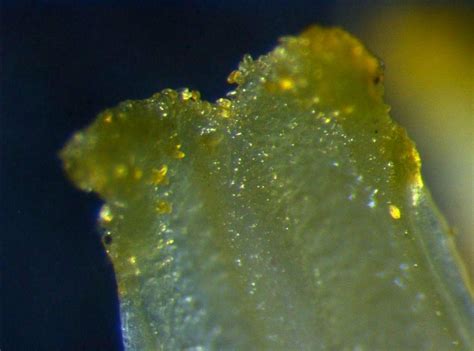 Gallery Tantalizing Images Of Plant Sex Live Science