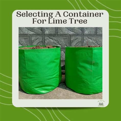 Successfully Growing Lime Trees In Pots Full Beginners Guide The