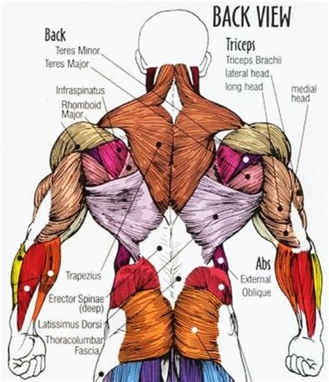 Back Muscles Diagram
