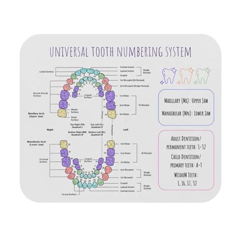 Universal And Palmer Tooth Number System Cheat Sheet Mouse Pad