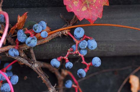 덩굴식물 담쟁이덩굴