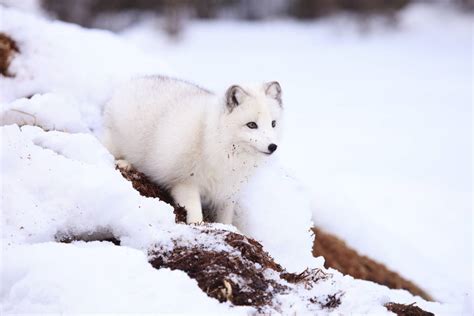 Arctic Fox Adaptations