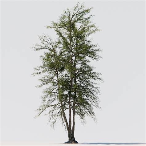 Tree 03 Trees Models Blenderkit
