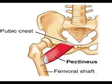 Pectineus