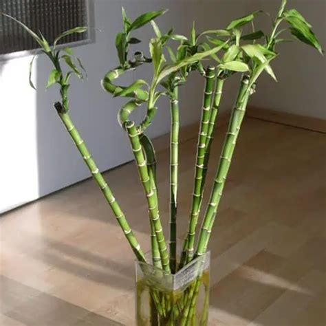 Plants For Good Luck Cultivate Good Fortune Pond Informer