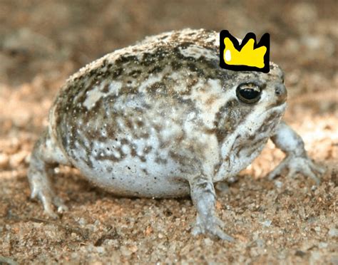 Desert Rain Frog With Crown R Frog