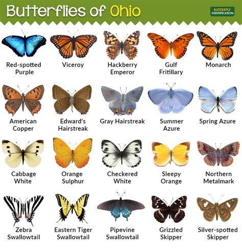 Blue Butterfly Species