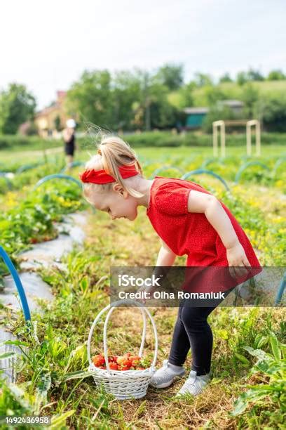 스스로 따는 농장에서 딸기를 따는 어린 소녀 미소 수확 개념입니다 빨간 옷 농장체험관광에 대한 스톡 사진 및 기타 이미지 농장체험관광 2 3 살 건강한 생활방식