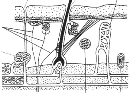 Igcse Homeostasis Skin And Diabetes Diagram Quizlet