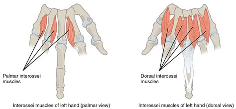 Interossei Muscles Of The Left Hand Palmar And Dorsal Views Anatomy Note