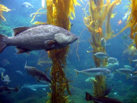 Educational Series Incredible Kelp Forests With Countless Marine