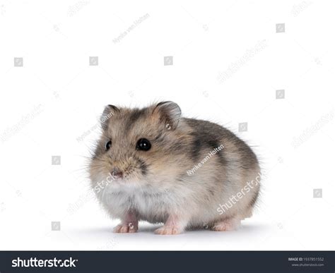 Cute Dwarf Hamster Wallpaper Funny Hamster And Bowl With Food On White